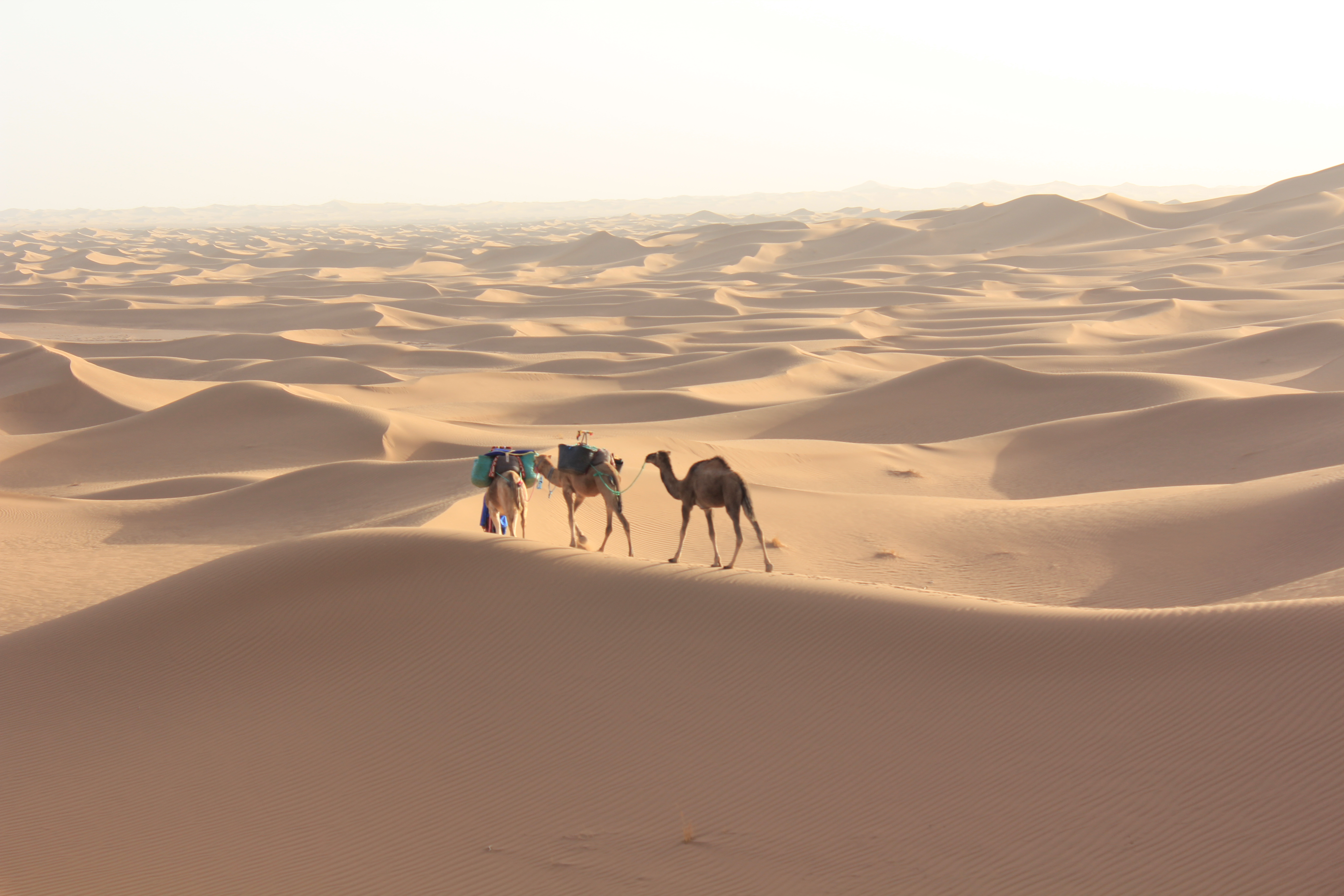 Discover the Beauty of Morocco: 8-Day Atlas and Sahara Tour - Adventure ...